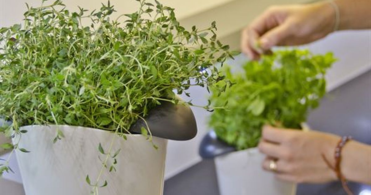 Näin pidät basilikasta huolta - varo pakkasta ja 5 muuta vinkkiä ...